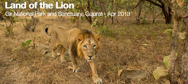 Gir Forest National Park Gujarat, What to Know Before You Visit Gir ...