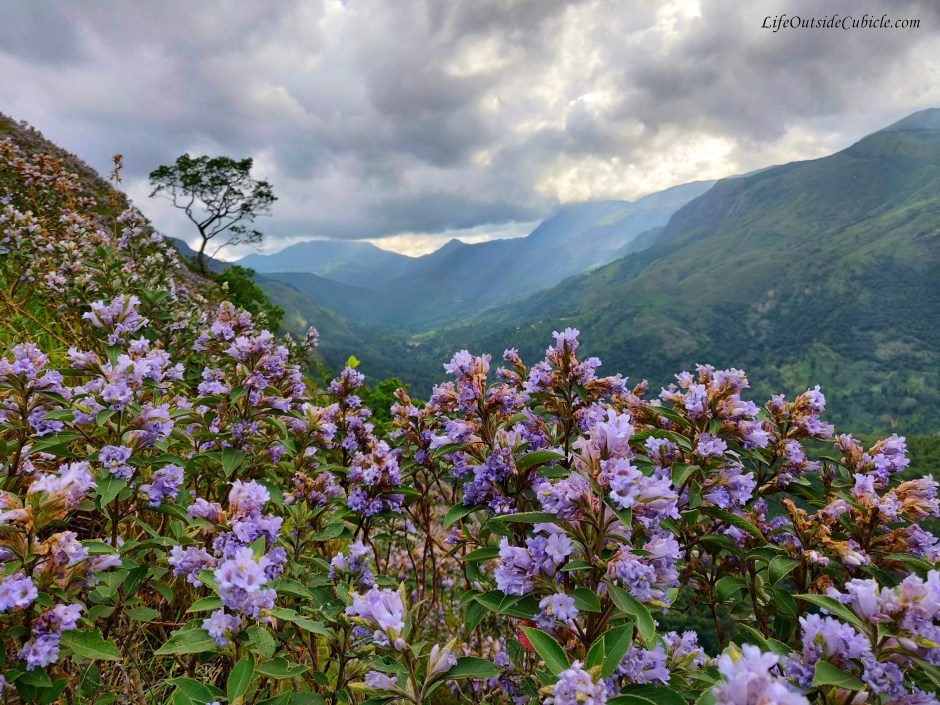 The Neelakurinji Blooms in Munnar - This happens once in 12 years ...