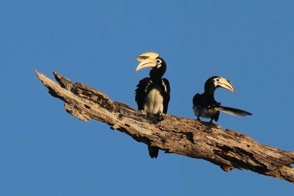 10 Bird Sanctuaries In India To Learn The Art Of Birdwatching