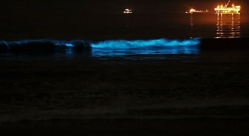 Bioluminescence at Its Beautiful Best at Bangaram Islands in Lakshadweep - Tripoto