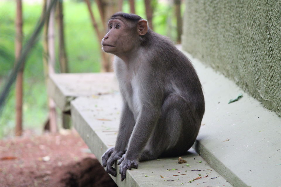 The Mystery Of Mysore - Tripoto