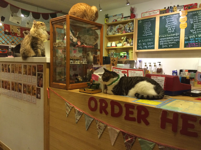 Poop Cafe And More Quirky Cafes In Seoul That Will Fascinate You - Tripoto