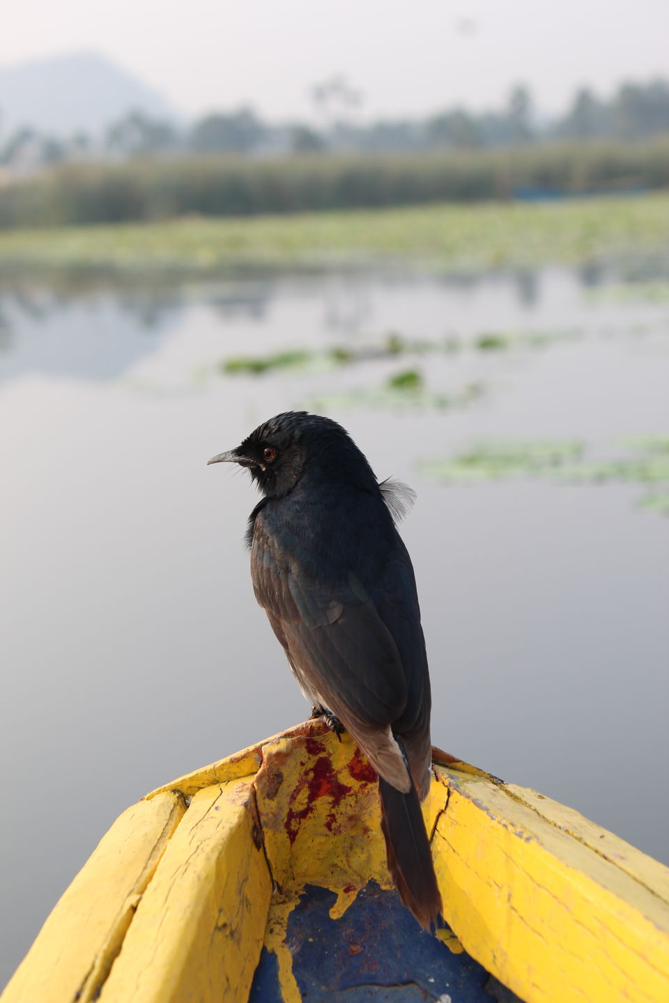 Hell speed ride to kondakarla ava : Bird sanctuaryHiddenGem - Tripoto