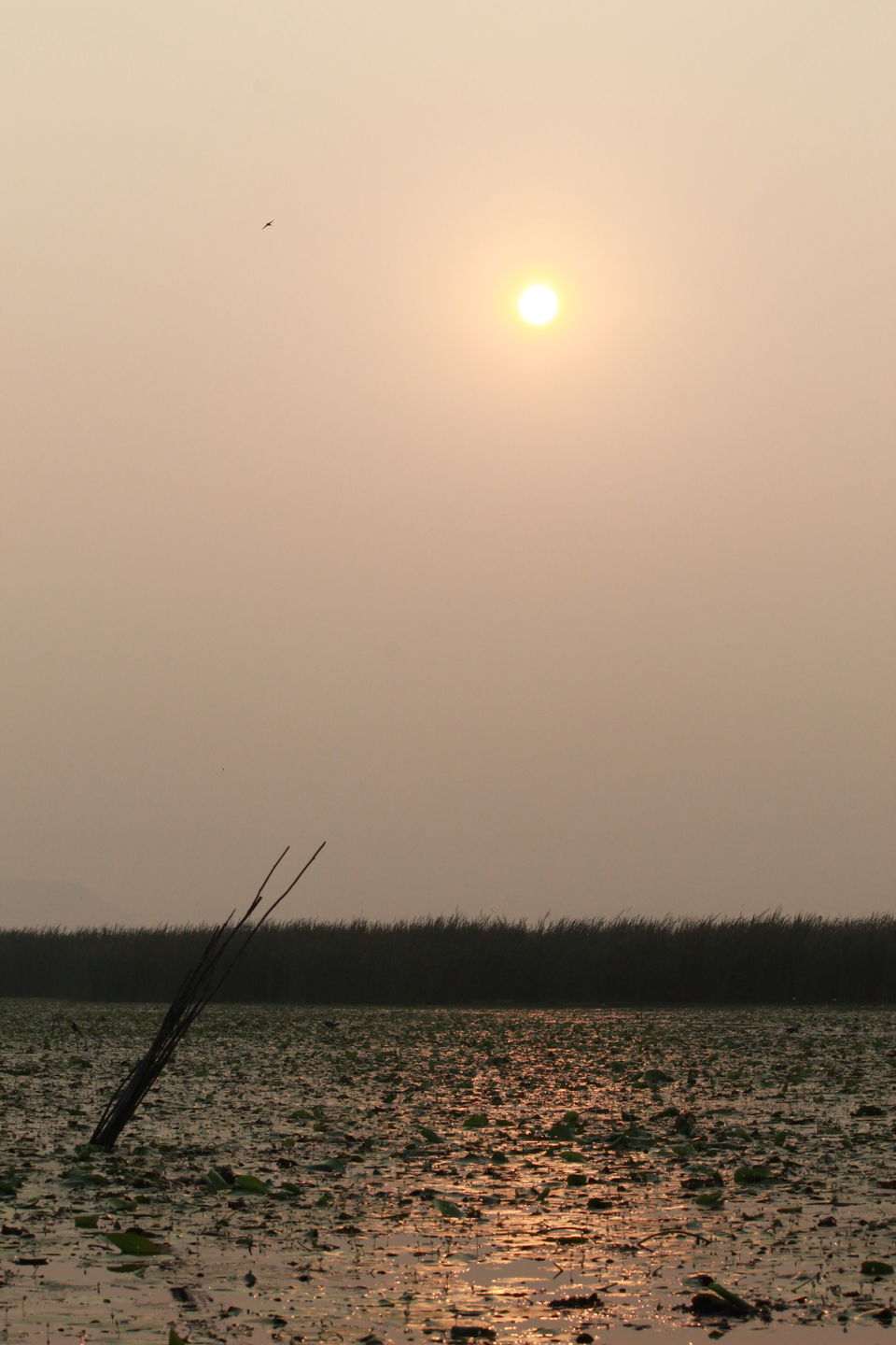 Hell speed ride to kondakarla ava : Bird sanctuaryHiddenGem - Tripoto