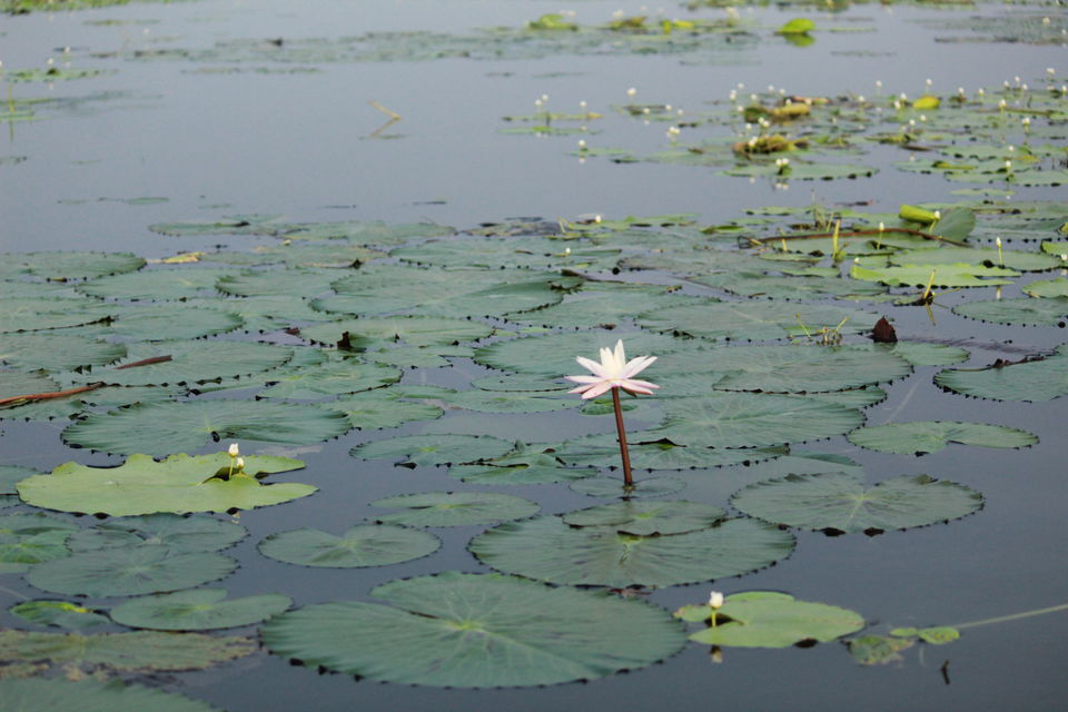 Hell speed ride to kondakarla ava : Bird sanctuaryHiddenGem - Tripoto