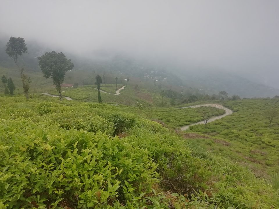 Darjeeling - Tinchulley -Lamahatta itinerary 4 days 3 nights - Tripoto