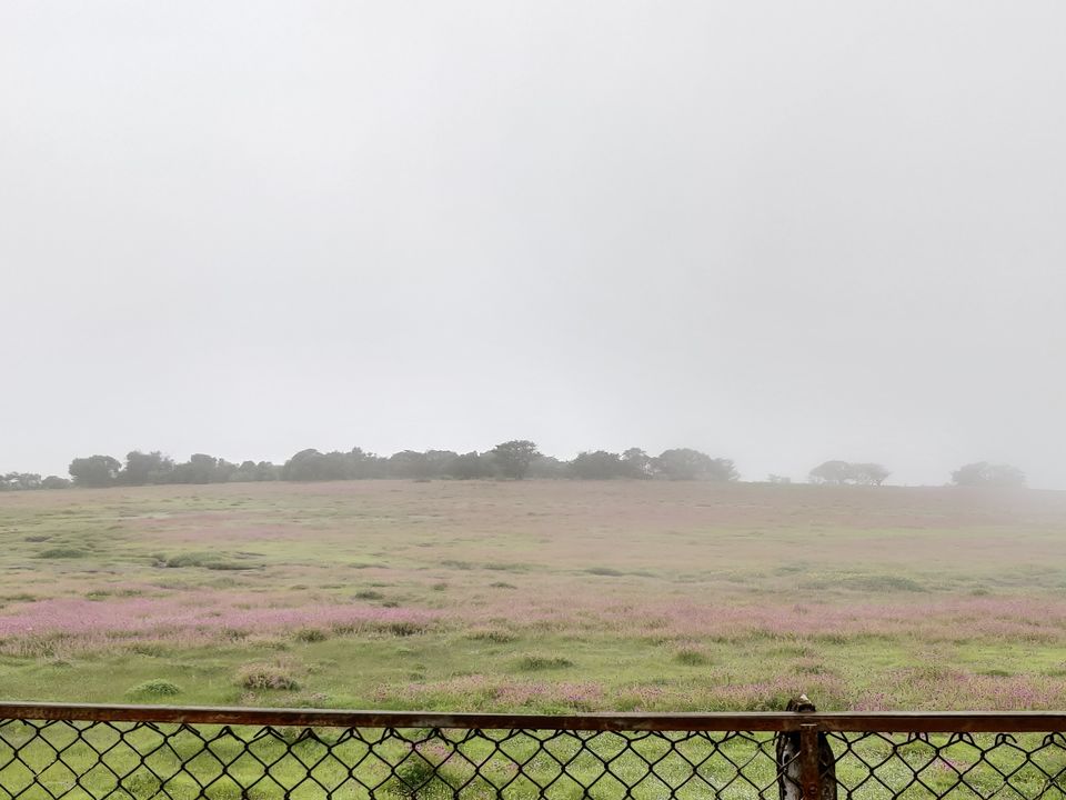 Kaas Plateau or Kaas Pathar - UNESCO World Natural Heritage Site - Tripoto