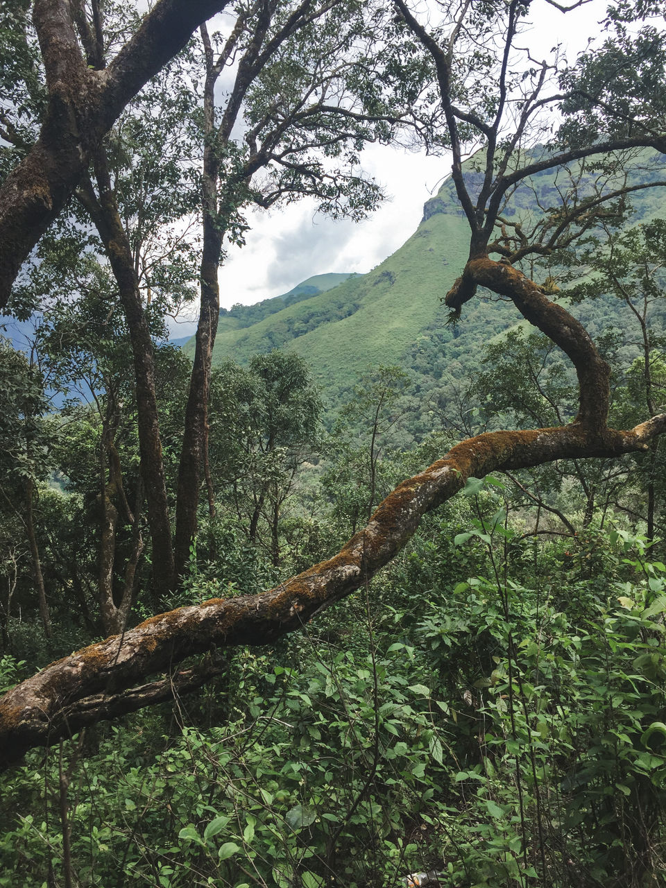 Go above the clouds with this not so popular but scenic trek in ...