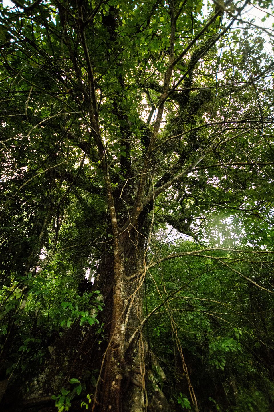 Wayanad In a Monsoon Weekend - Tripoto