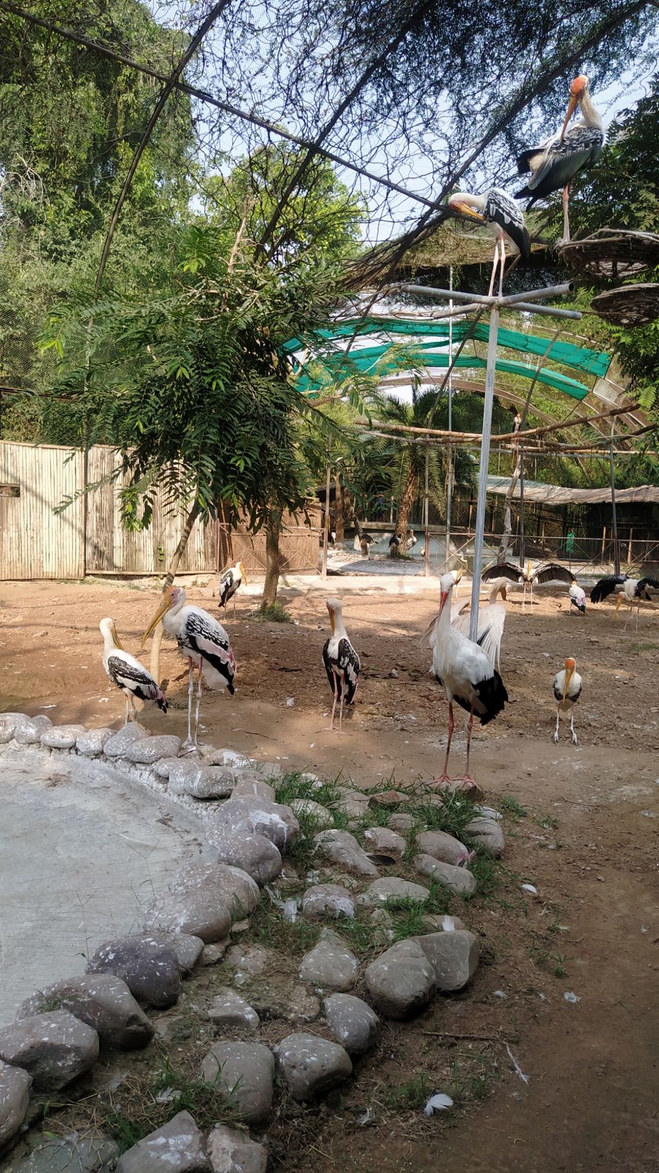 Chattbir Zoo - Mohendra Chaudhary Zoological Park ( Baddi - Zirakpur ...