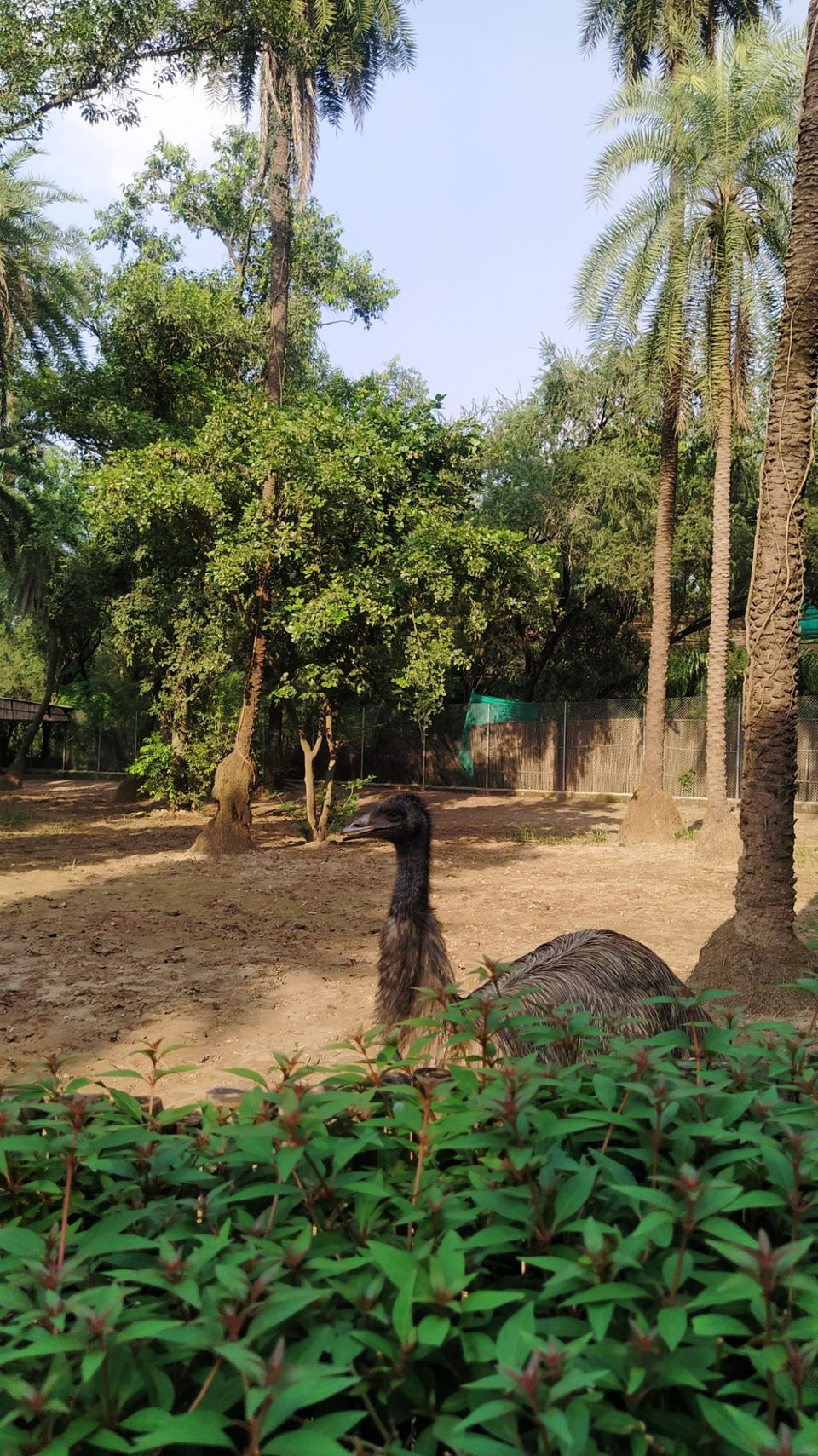 Chattbir Zoo - Mohendra Chaudhary Zoological Park ( Baddi - Zirakpur ...