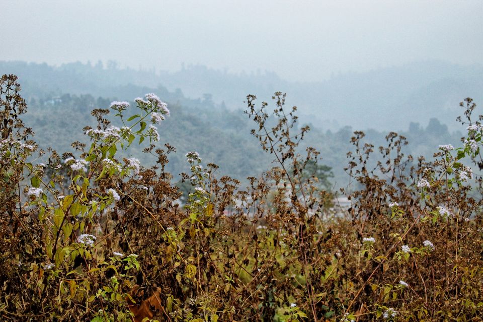 CHAMURCHI ECO PARK ||CHAMURCHI ECO RESORT ||OFFBEAT ||NORTH BENGAL ...