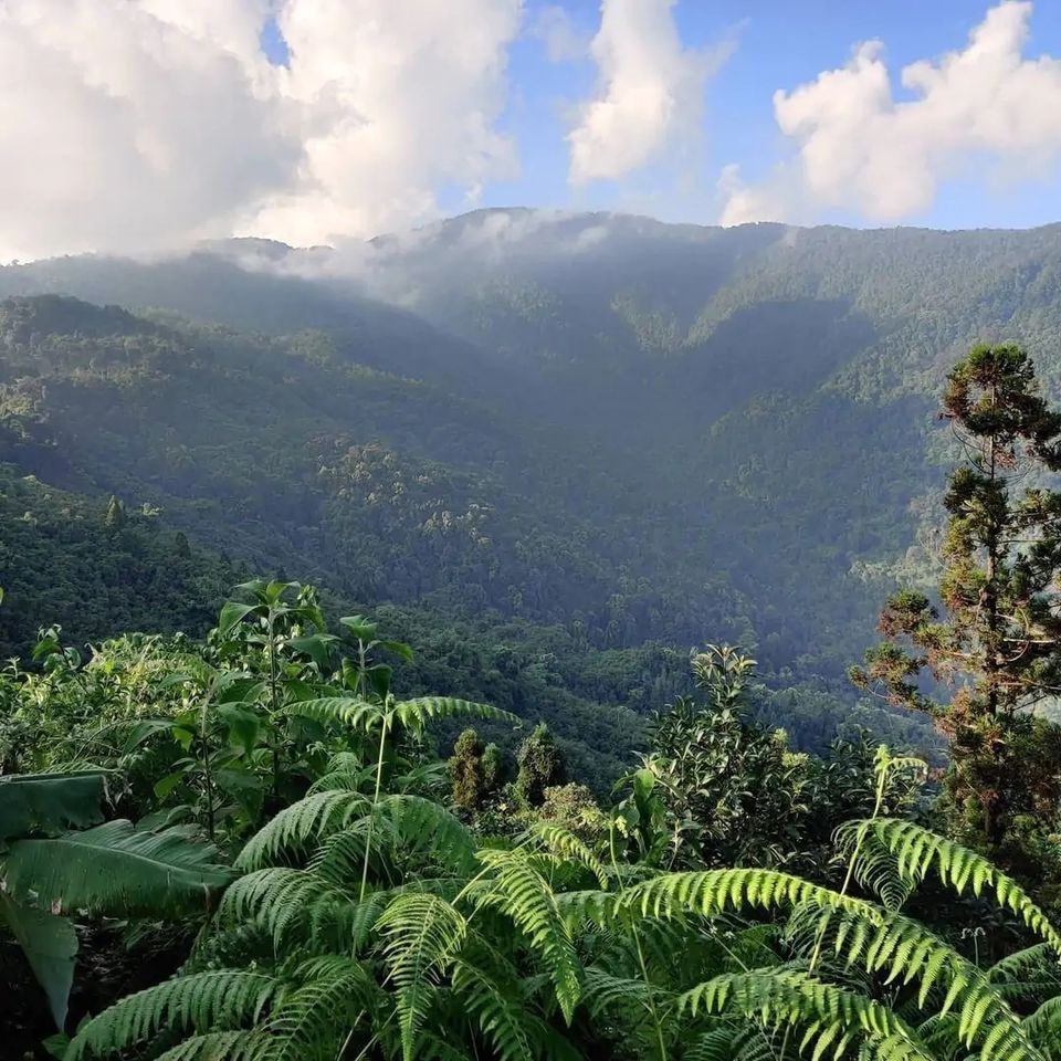 Rongo Dooars: Homestay, River bath and Sightseeing - Tripoto