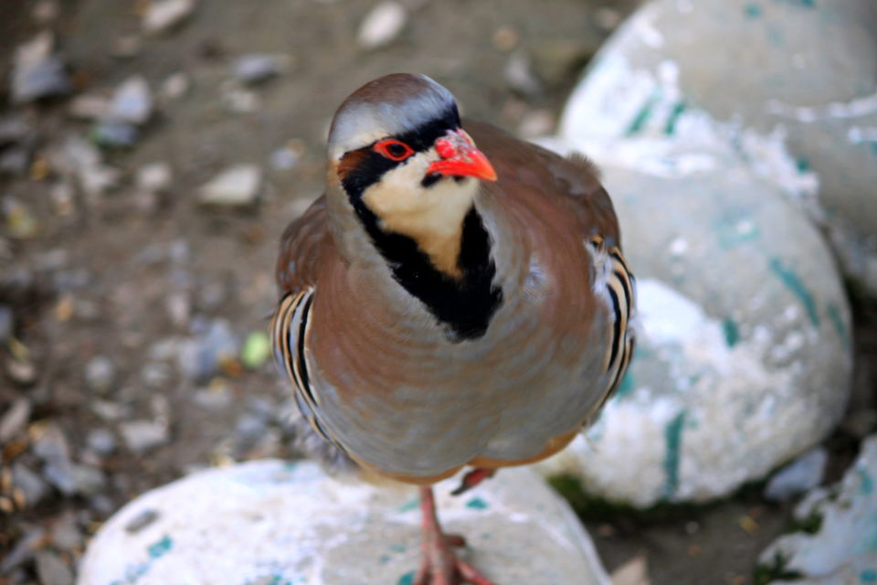 Birds of Himalayas - Tripoto