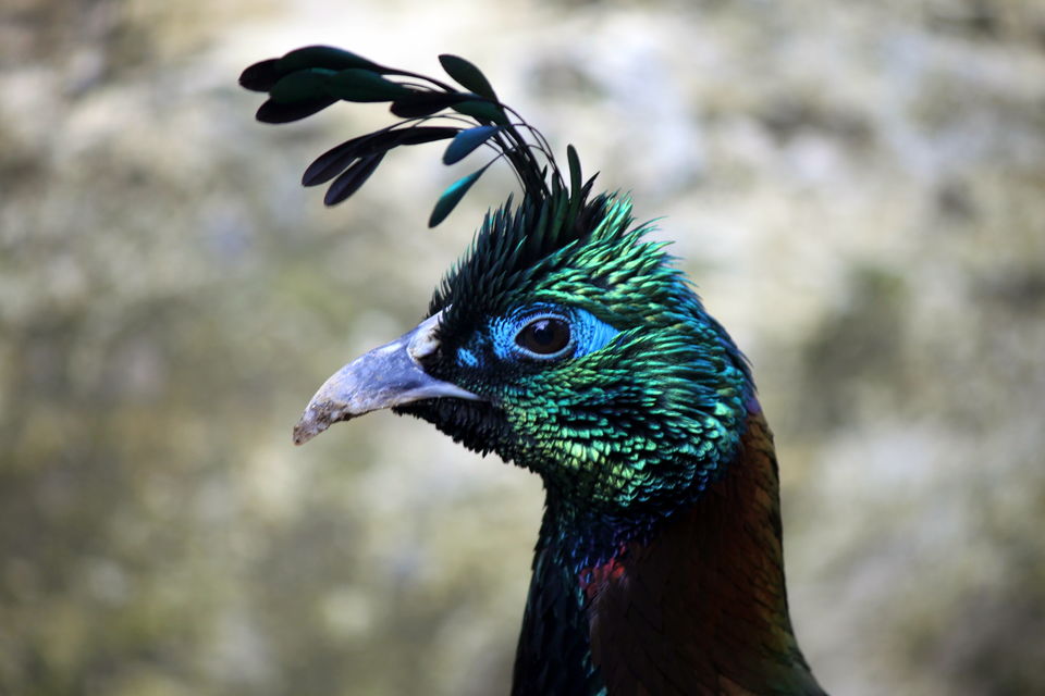 Birds of Himalayas - Tripoto