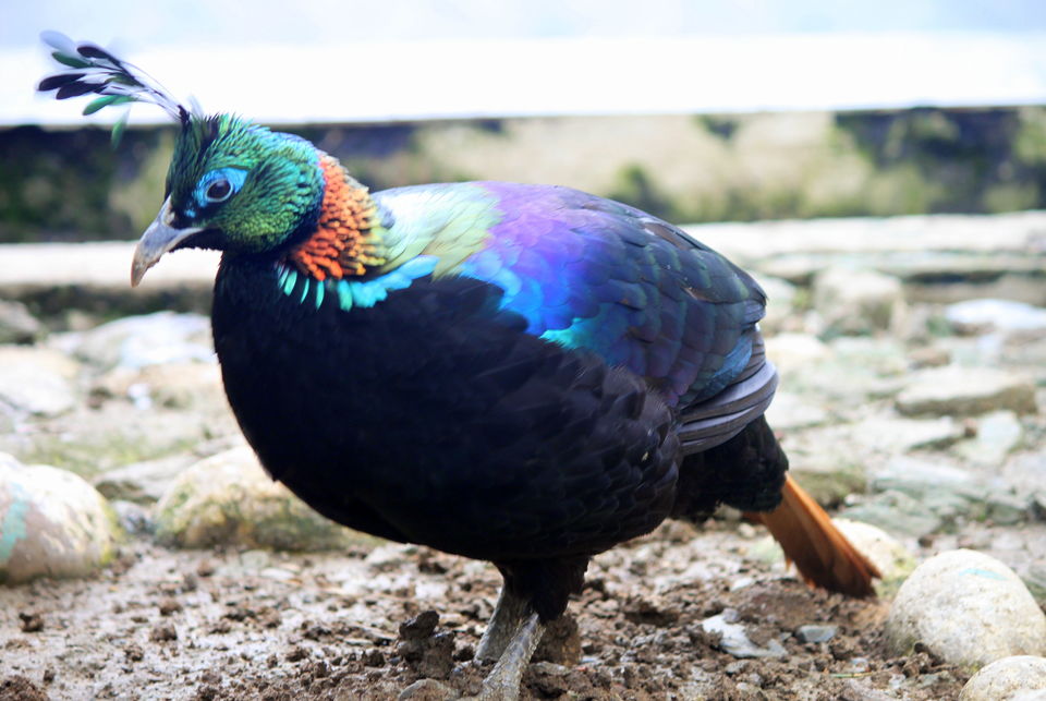 Birds of Himalayas - Tripoto