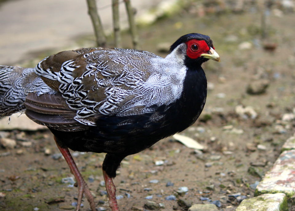 Birds of Himalayas - Tripoto