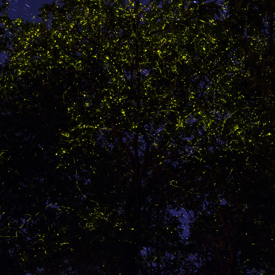 The Dance of the Fireflies - Tripoto