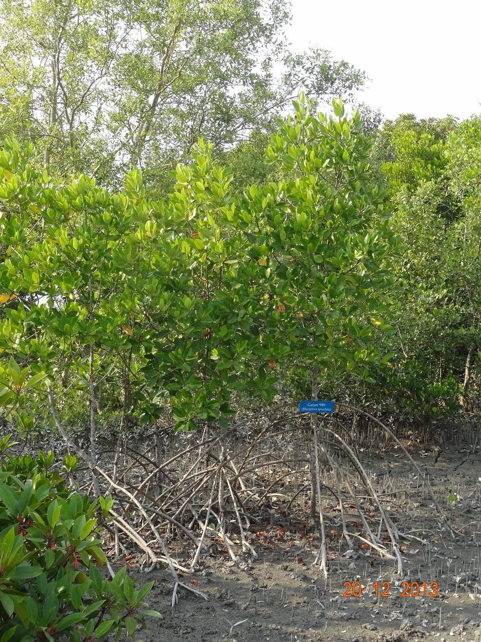 Complete Guide For Planning A Sundarban Trip, Indias Largest Mangrove ...