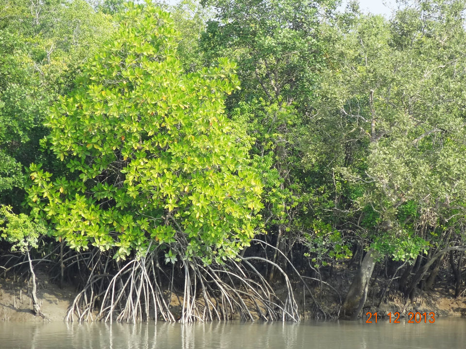 Complete Guide For Planning A Sundarban Trip, Indias Largest Mangrove ...