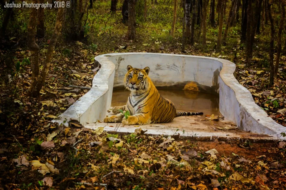Explore “Bandipur — Tiger Reserve” with Joshua - Tripoto