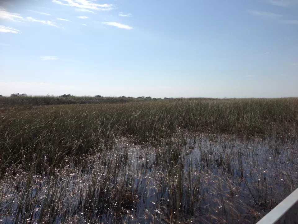 Everglades - Home for thousands of alligators - Tripoto