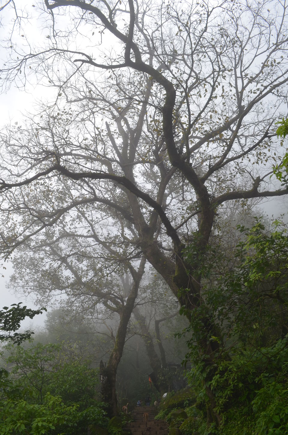 Monsoon Trek to Raigad Fort, visit raigad fort in rainy season ...