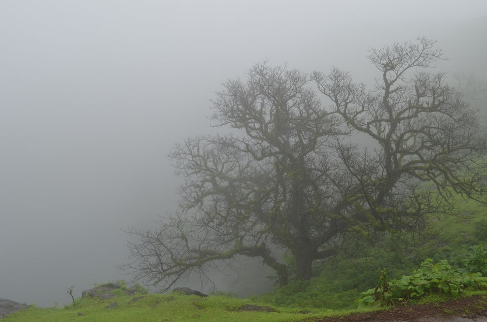 Monsoon Trek to Raigad Fort, visit raigad fort in rainy season ...