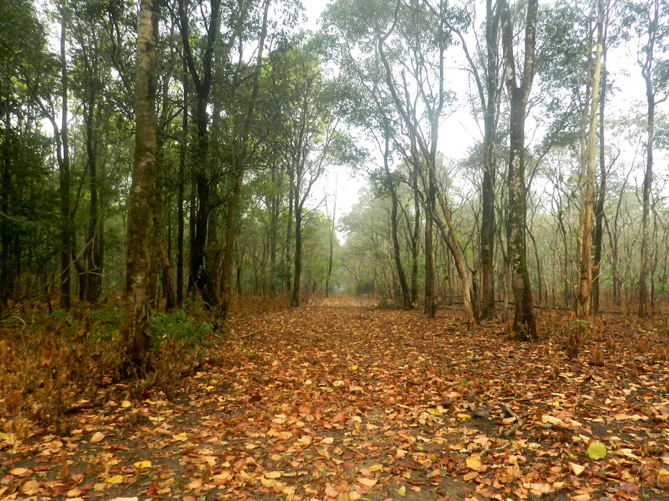 The Sound of the Wild: 28 Miles Basti, Buxa - Tripoto