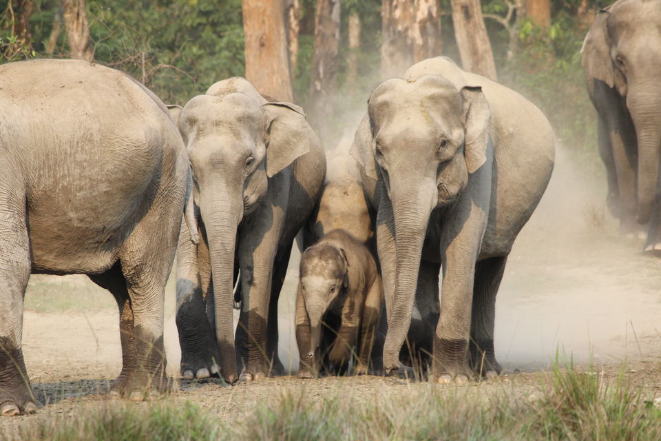 Dooars Wildlife Simply Out Of This World - Tripoto