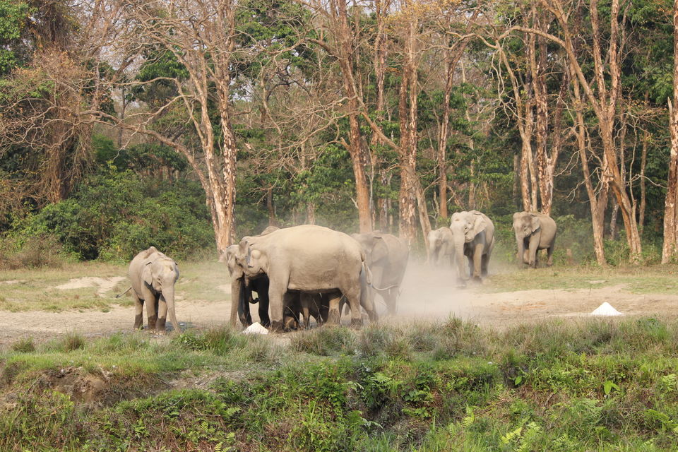 Dooars Wildlife Simply Out Of This World - Tripoto