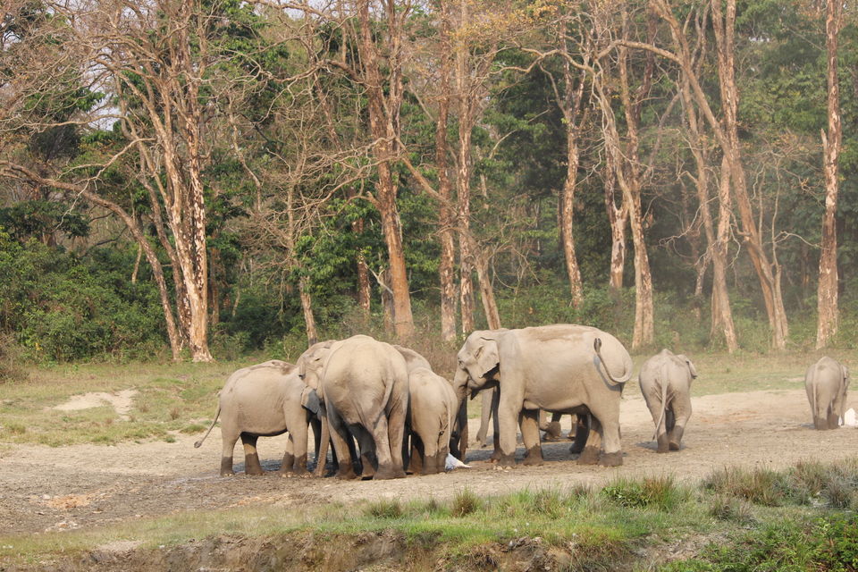 Dooars Wildlife Simply Out Of This World - Tripoto