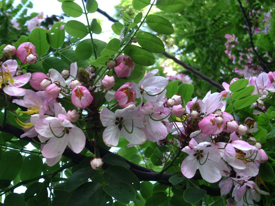 10 Flowering Trees In India And Where To This Spring Season