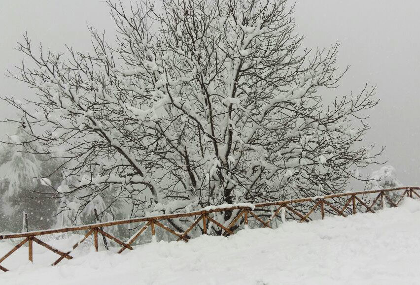 This Peaceful Resort In Chail Is Your Shot At Seeing A Snowfall In ...