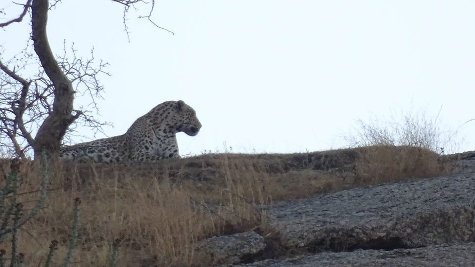 A Journey to Indias Leopard Hills , Jawai (pali) Rajasthan - Tripoto