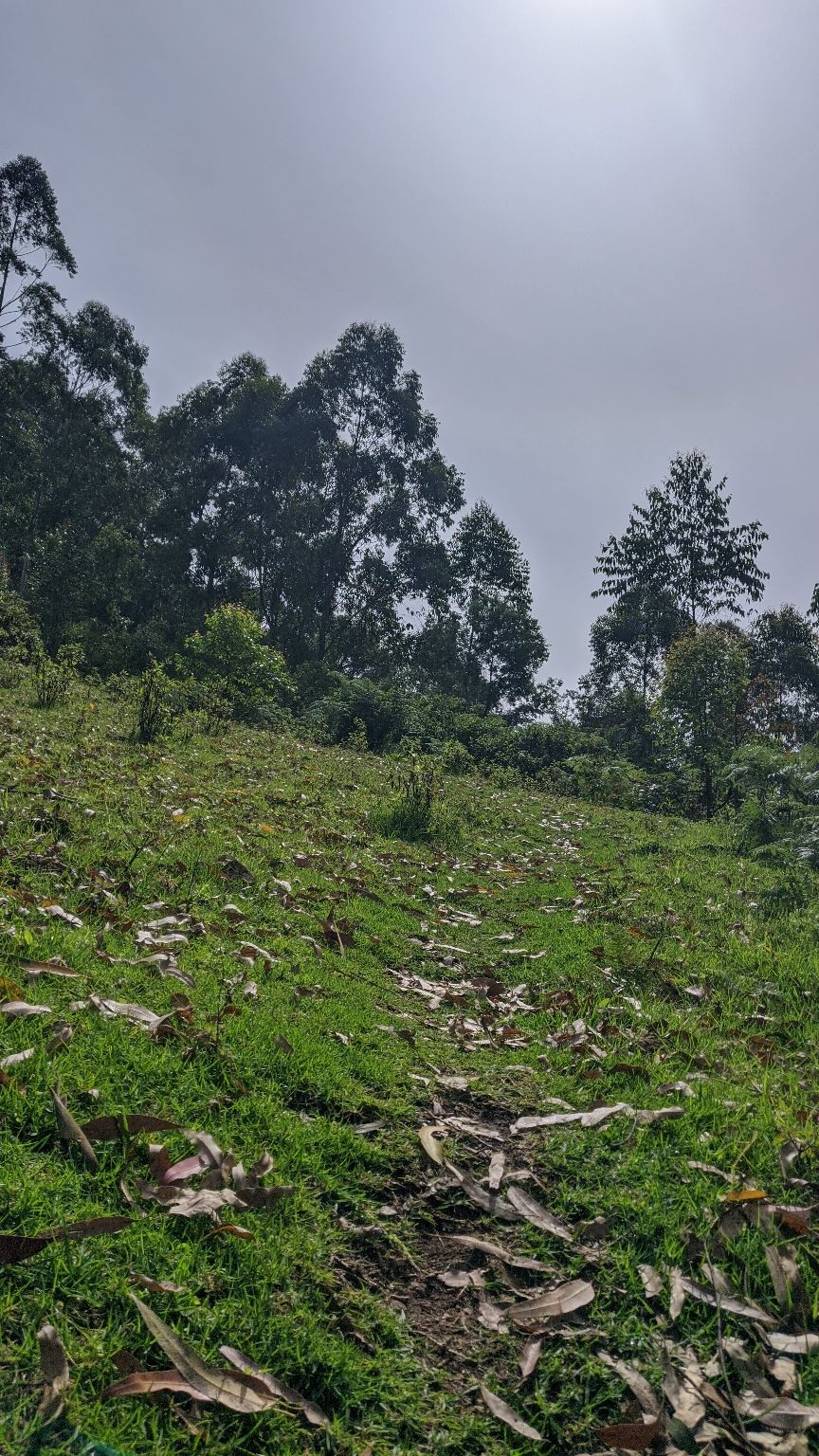 Getaway to kookal(kodaikanal) from bangalore - Tripoto