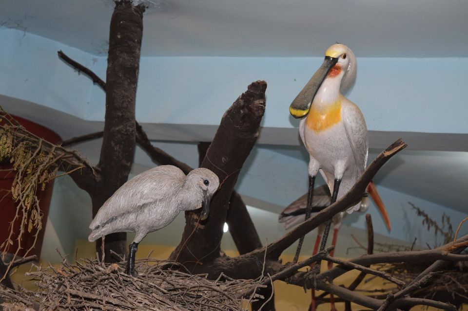 A desi trail to videshi birds - Tripoto