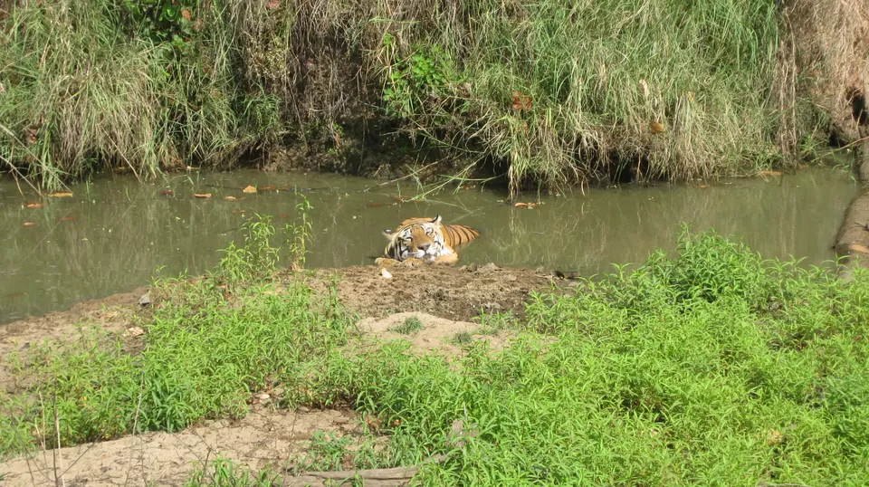 Kanha Tiger Reserve the tiger state of India Madhya Pradesh ...