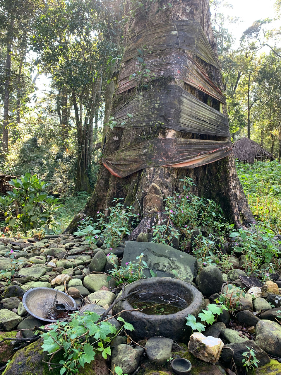 Take A Sneak Peek Into The Wild Side Of Lush green 900 Kandi - Ela ...