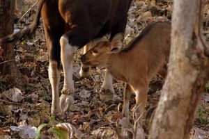 MelGhat Tiger Reserve, Amravati, India: View Images, Timing and Reviews ...