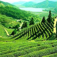 About Happy Valley Tea Estate Darjeeling India, Best Time to Visit ...