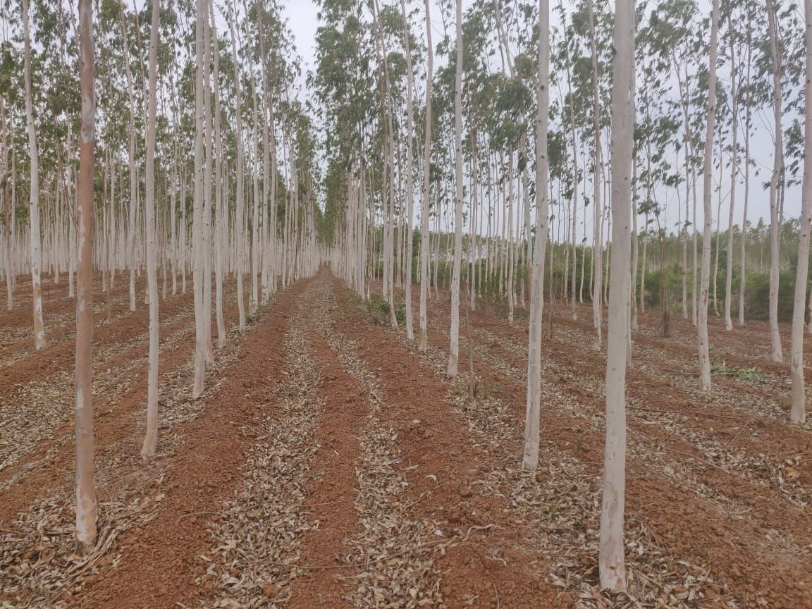 Pooja Daruka (@poojadaruka) Travel Blogger at Tripoto