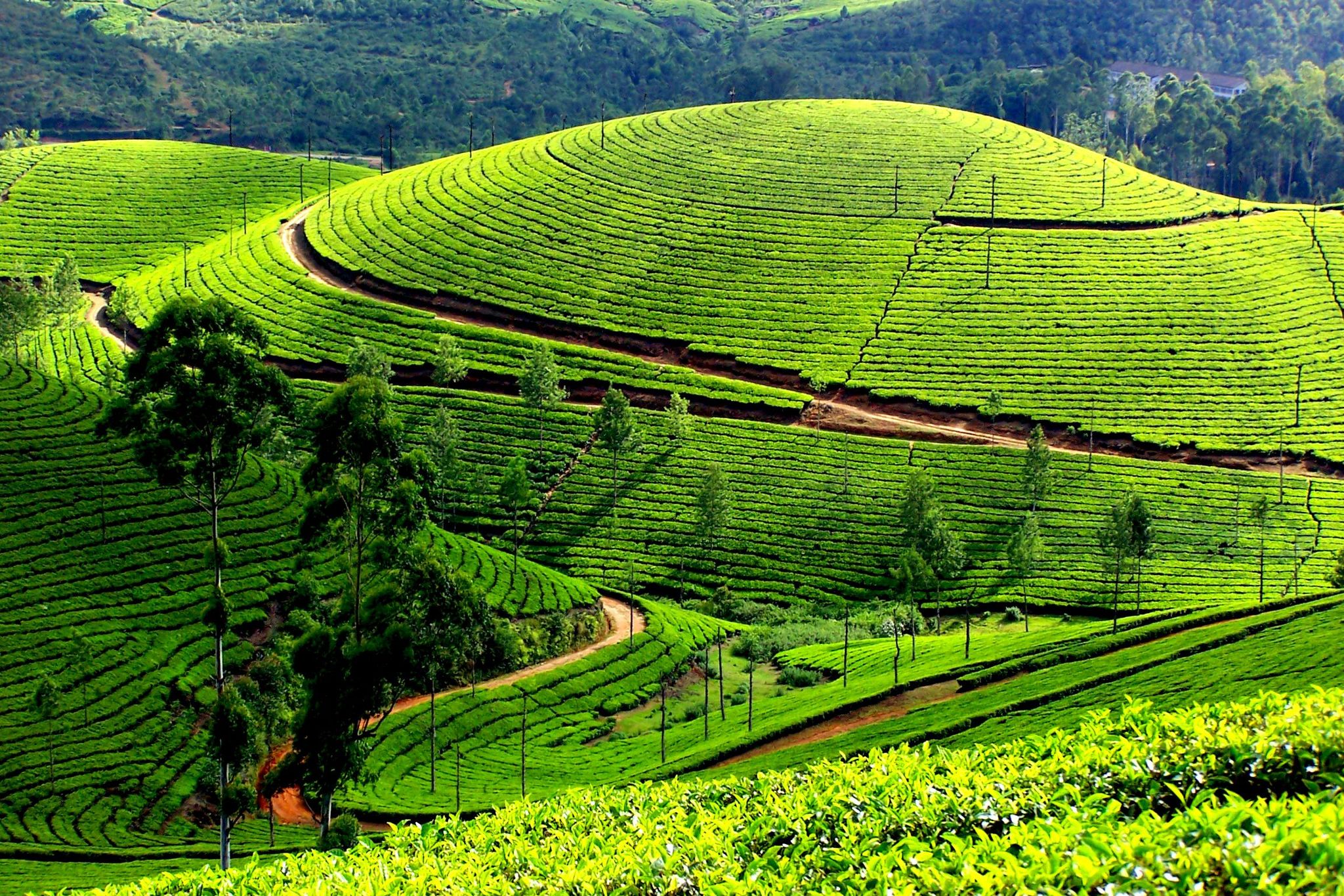 Kerala Escapes (@keralaescapes) Travel Blogger at Tripoto