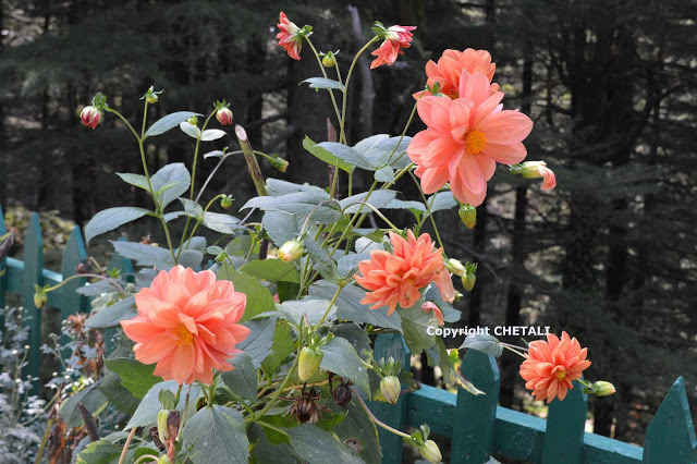 Dalhousie-Khajjiar-Chamba-Himanchal Pradesh