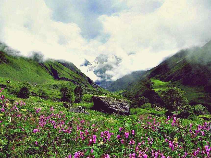 Nilgiri Biosphere Reserve Flora