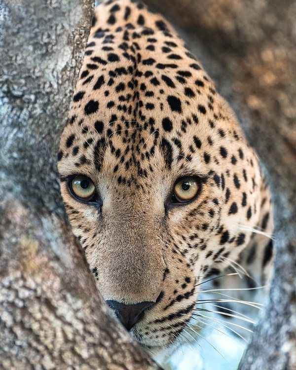 Leopard In A Tree