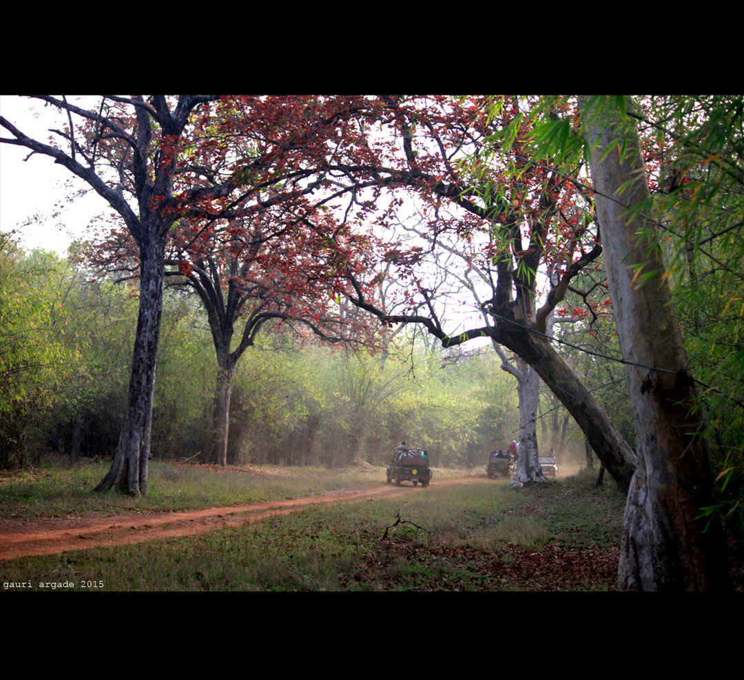 Chandrapur Travel Guide 2023: Best of Chandrapur Tourism | Tripoto