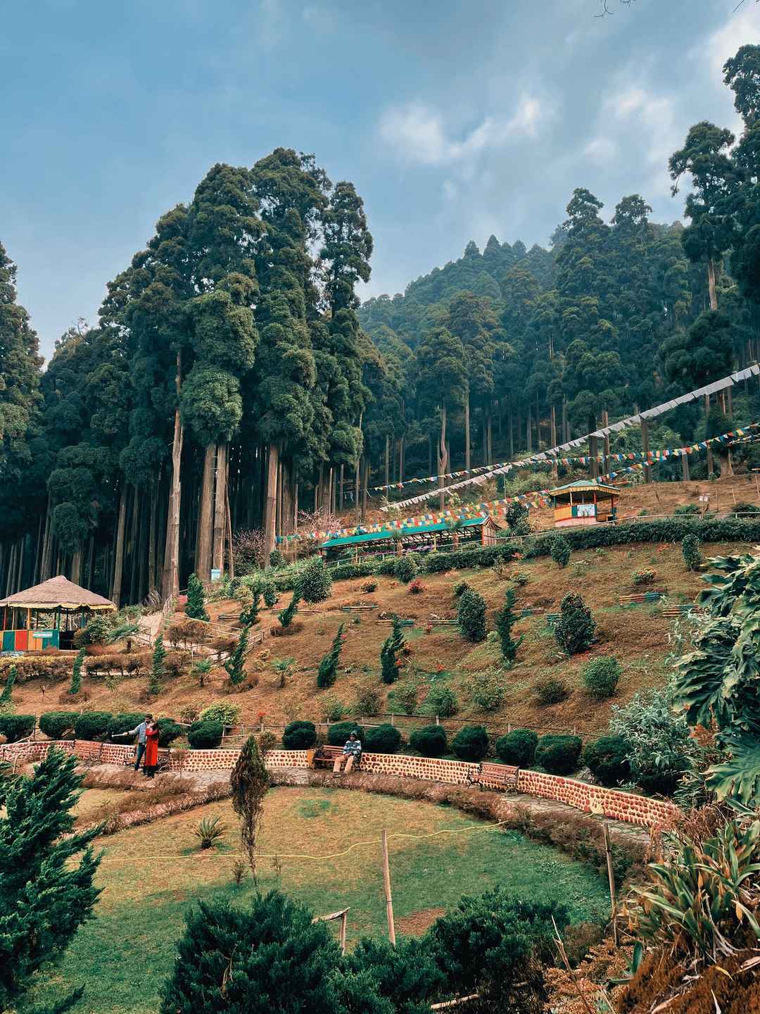 pine forest darjeeling
