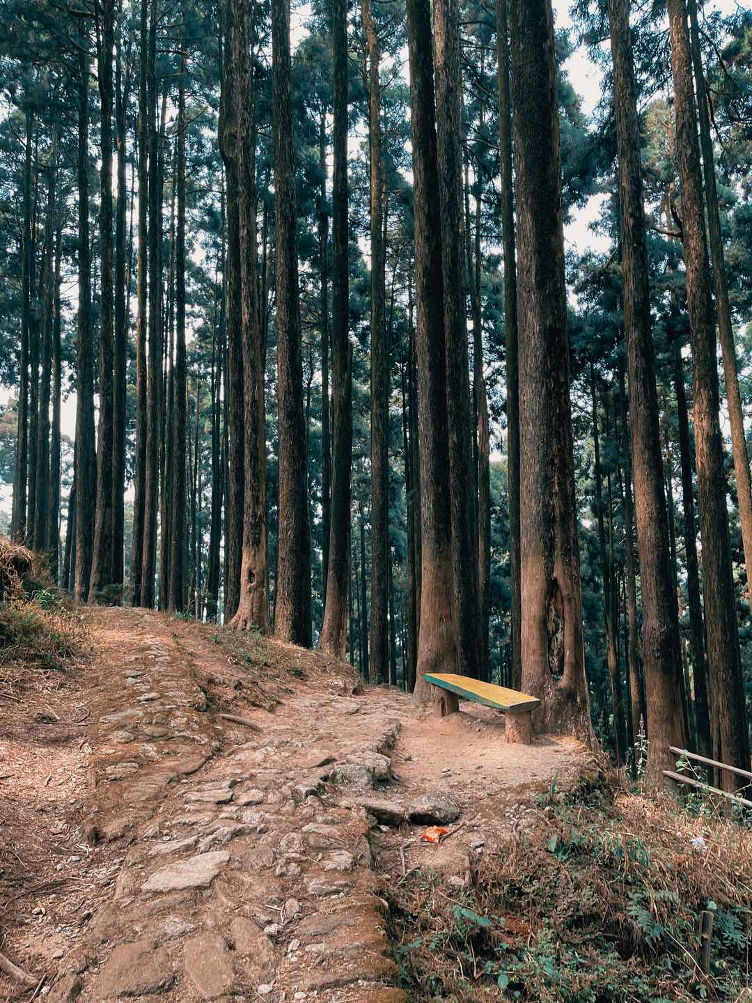 pine forest darjeeling