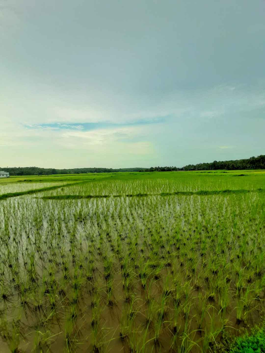 Honest, Useful Traveler Guides To Tirur 2021 | Tripoto